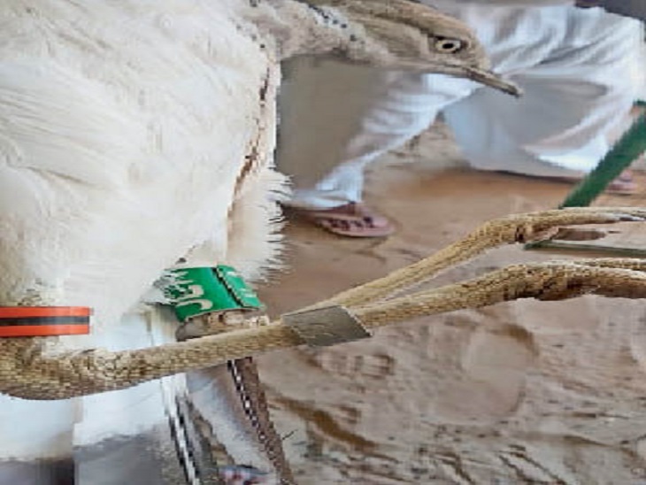 Breeding of rare tilor is taking place in Balochistan, flying from ...
