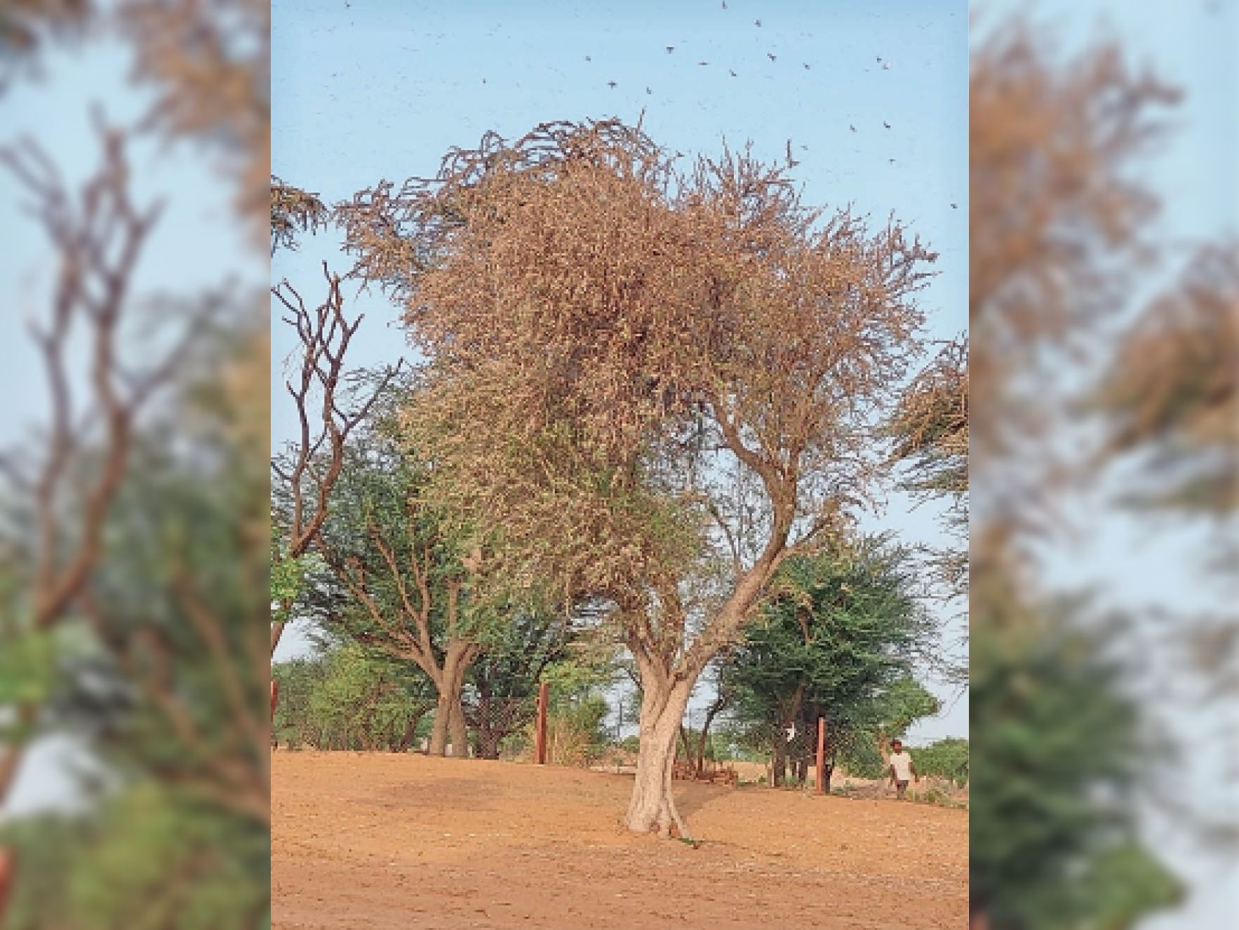 Constant grasshopper attack, no measures to protect, damage to crops ...