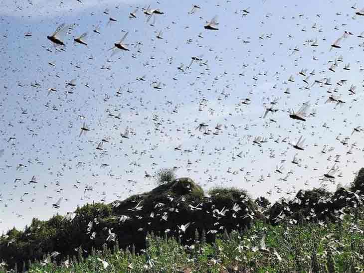 Locust Tiddi Dal Attack Alert In Haryana Today; Team Spread To Bawal ...