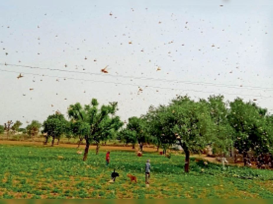 For the third time in a week, grasshopper attack | नया खतरा: एक सप्ताह ...