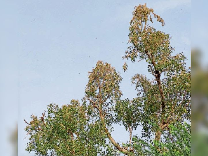 Locust group kept overnight, returned in the evening, blown vegetables ...