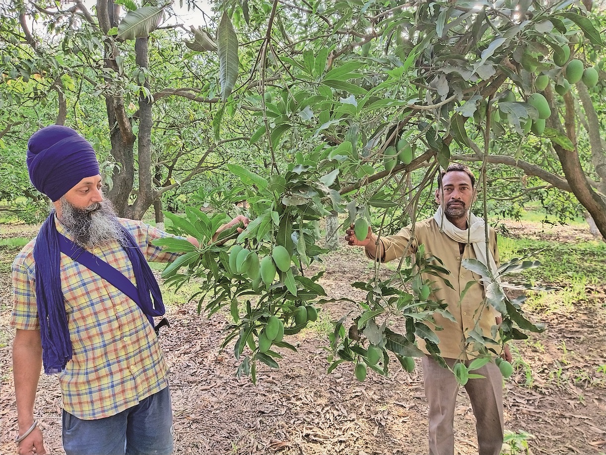 Leading in Ropar and Hoshiarpur Dussehra mango production, area under ...