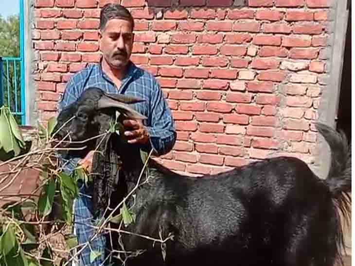 Goat variety of goat bred from goats brought from Punjab sold for 66 ...