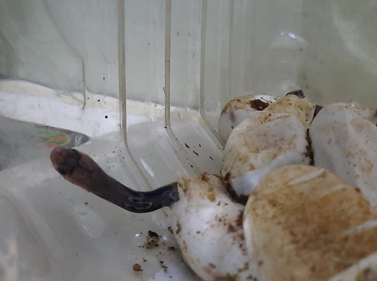 Video Cobra Snake Birth from Egg In Madhya Pradesh Vidisha | मध्य ...