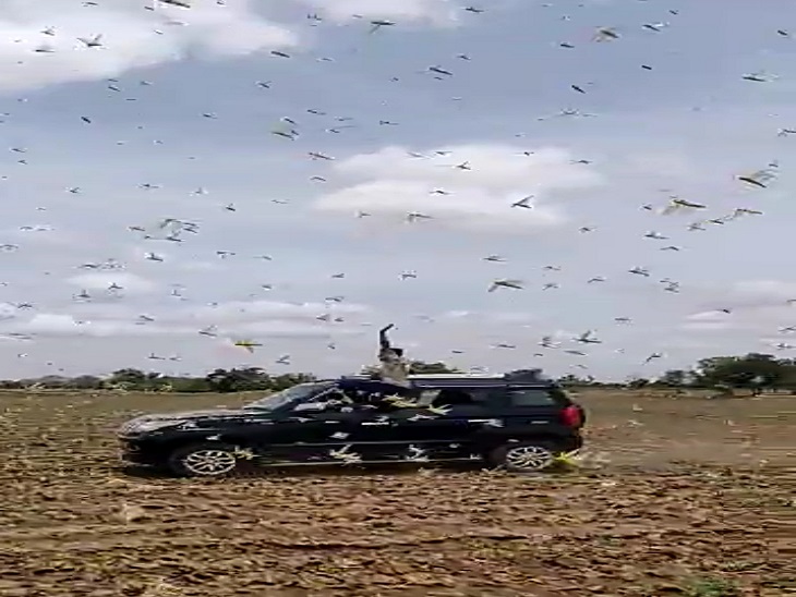 More than eight km long grasshopper attack in Rahet region | आफत बनी ...