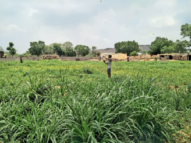 Locust damage to crops | मुसीबत: टिड्डी दल ने फसलों को पहुंचाया नुकसान ...