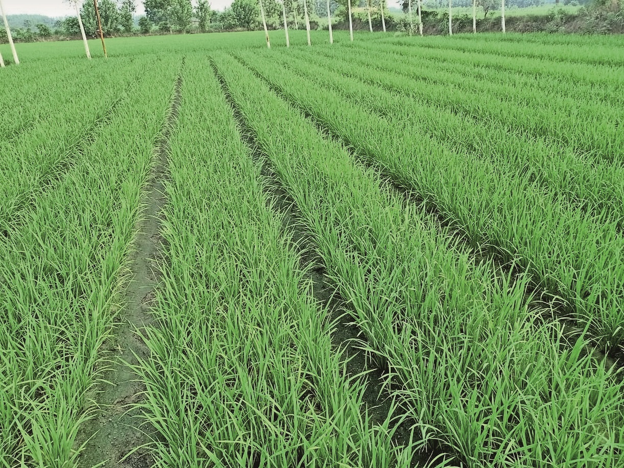 There is 26 lakh acres of paddy in the state, direct sowing of paddy ...