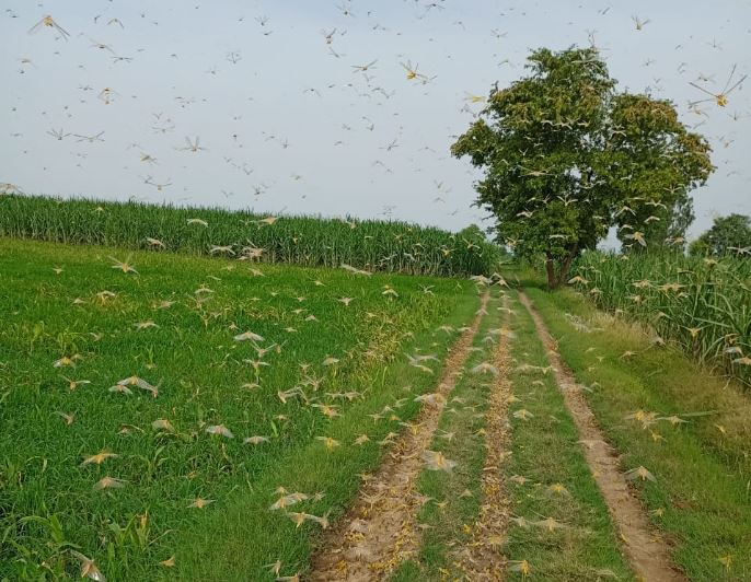 Locusts attack 600 hectares, up to 50 percent damage to crops | टिड्डी ...