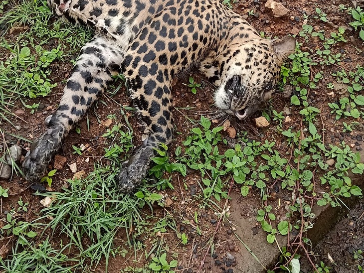 Leopard Body Found Cut In Pieces On Railway Track In Chhattisgarh ...