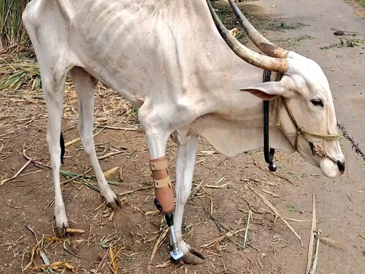 Pune's doctors put artificial legs on three-legged cow, crippled in an ...