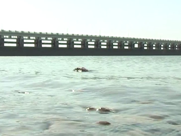 Saurashtra's biggest Shetrunji dam goes down after 5 years, alert in 17 ...
