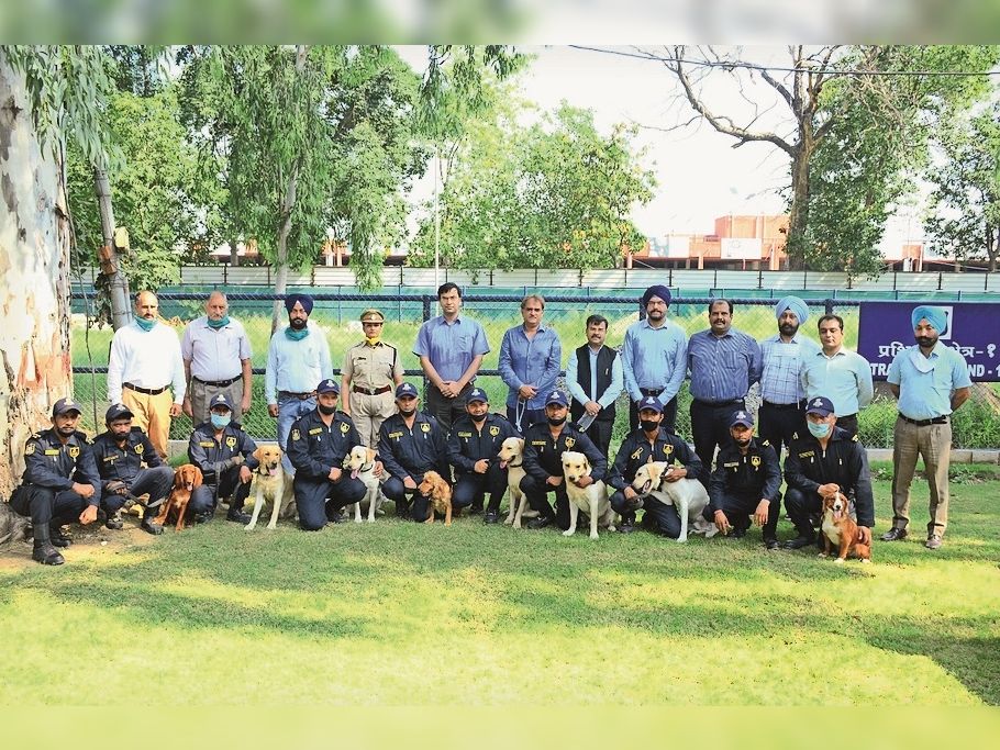 कस्टम विभाग के 11 स्निफर डॉग की ट्रेनिंग पूरी, अगले माह तैनाती होगी, 2 ...