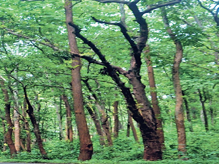 Forest increased by 58 sq km in Jharkhand in the next year, such ...