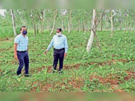 The commissioner made an observation of the Napier grass planted in ...