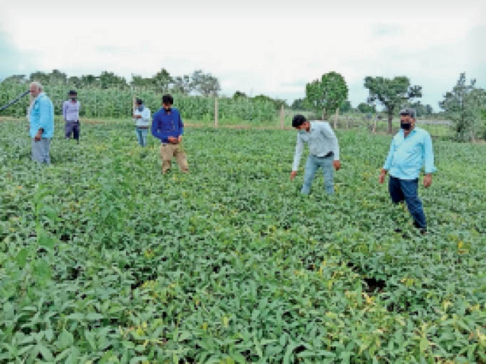सोयाबीन और मक्का की फसलों में तना मक्खी रोग का प्रकोप, कृषि विभाग ने ...