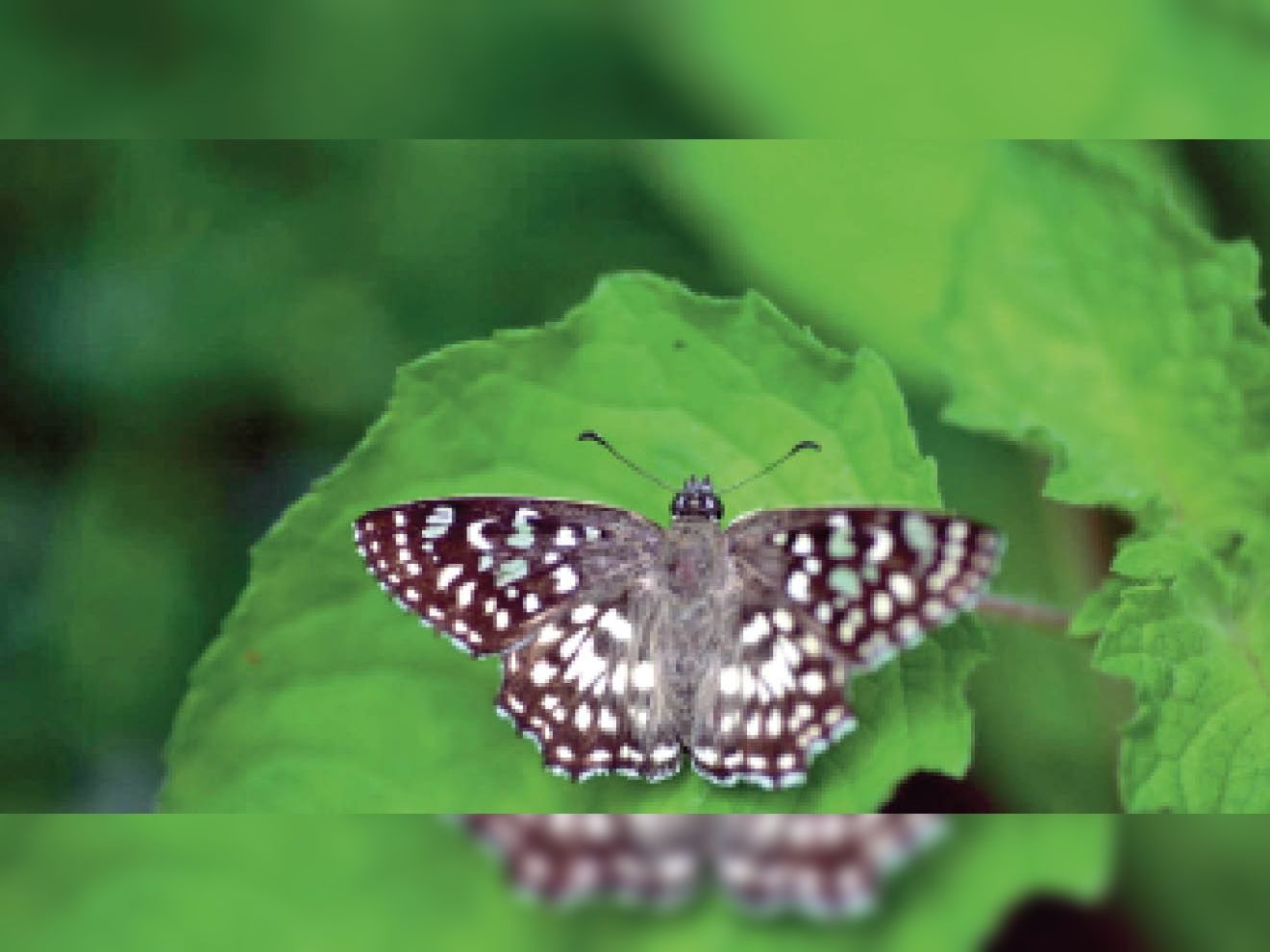 Spotted Angle, a rare species of butterfly found in the sanctuary ...