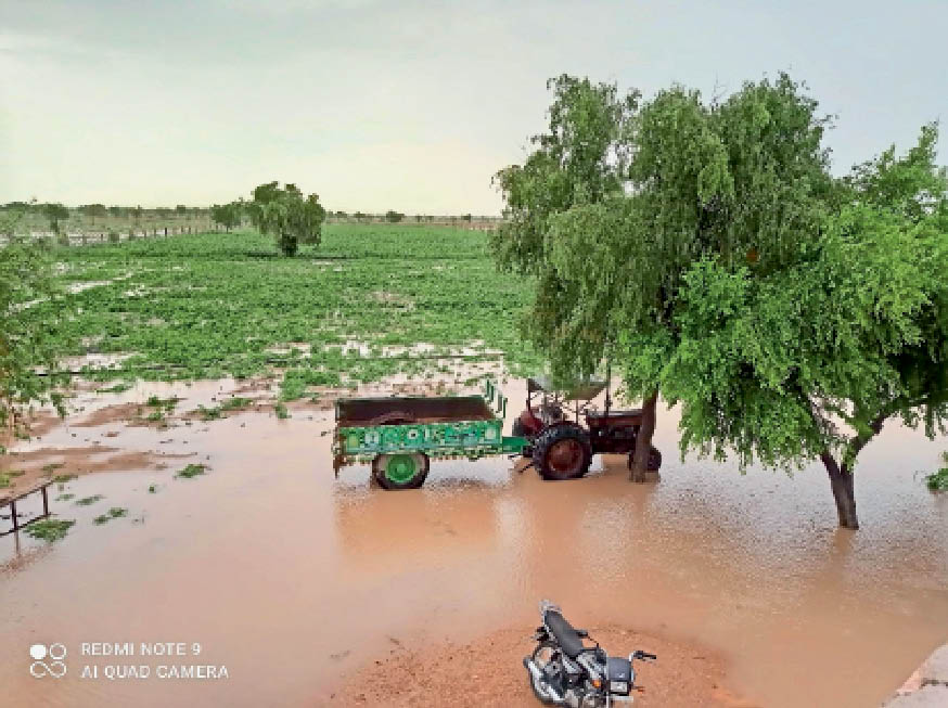Torrential rain-fed fields in Phalodi-Lohawat area