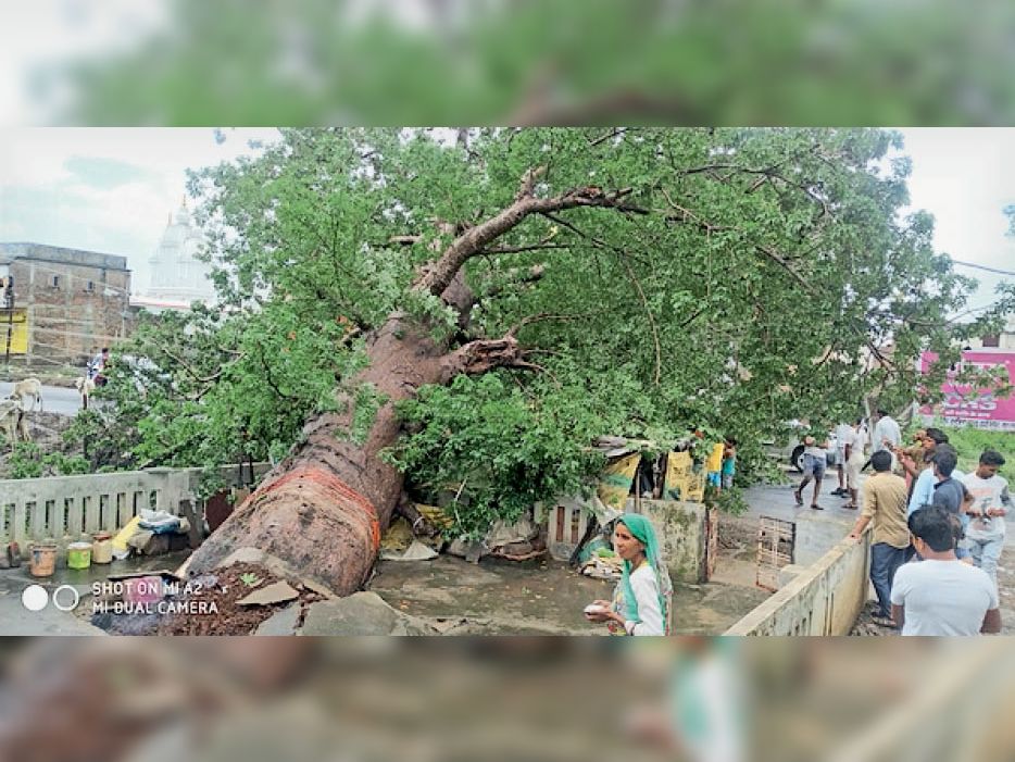 300-year-old tree razed by rain, demanding protection, will make it ...