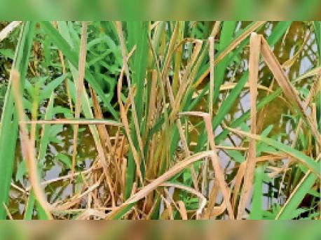 Paddy crop suffered yellow drought disease, experts said - up to 15% ...