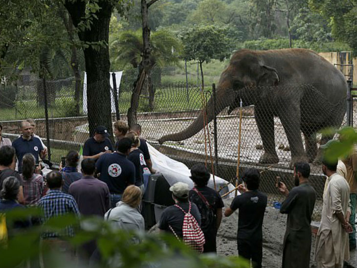 Pakistan News| World's loneliest elephant in Pakistan allowed to leave ...