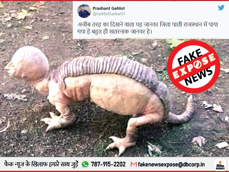 Fact ChecK : In this photo going viral, there is no dangerous animal ...