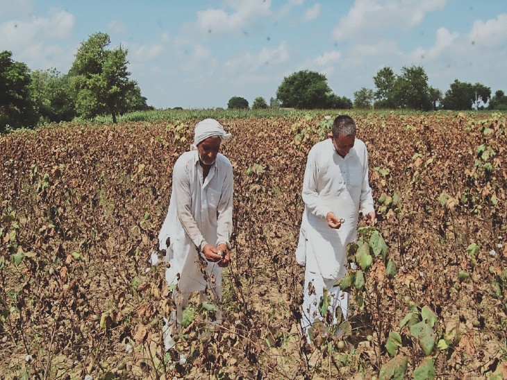 Crops grown on 7.38 lakh hectares in the state, farmers buried under ...