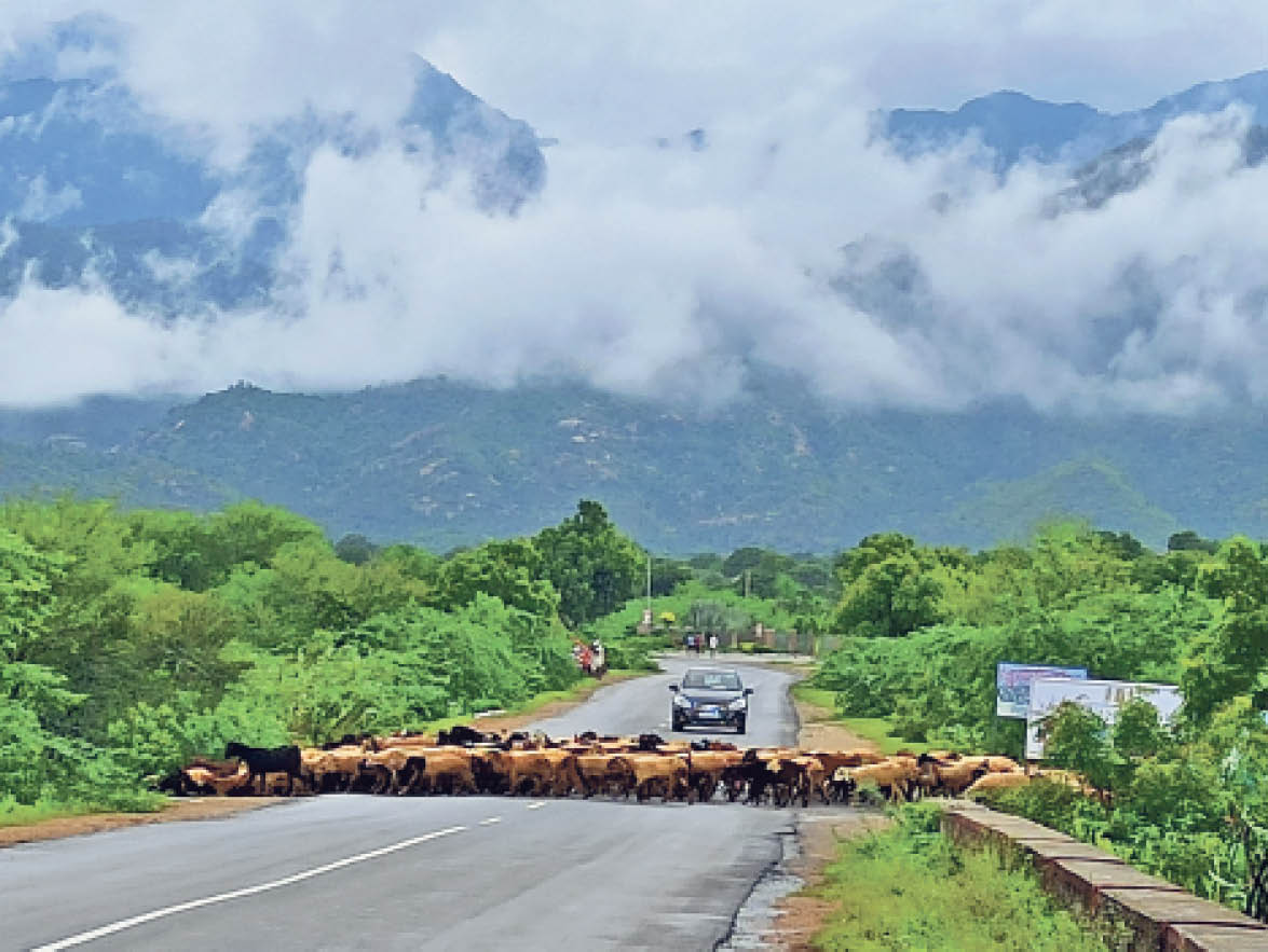 Kashmir-C Wadis on Udaipur-Mount Road, greenery is also prevalent in ...