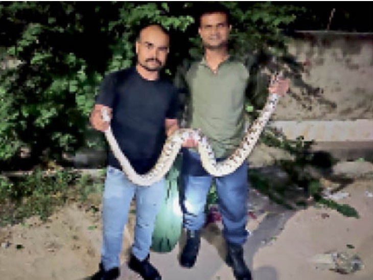 10 snakes including python caught in 24 hours