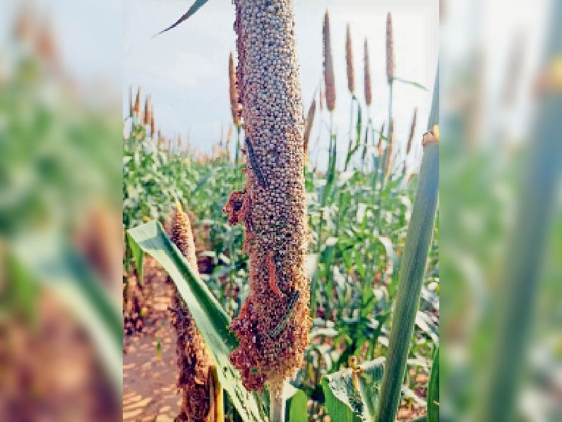 Brass in millet, bacteria in guar and outbreak of scorching disease