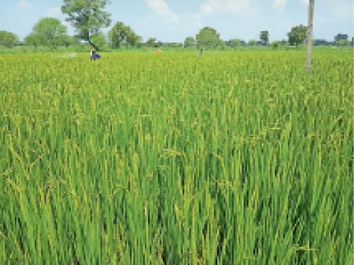 Agriculture Department report, Paddy crop in one lakh 83 thousand 235 ...