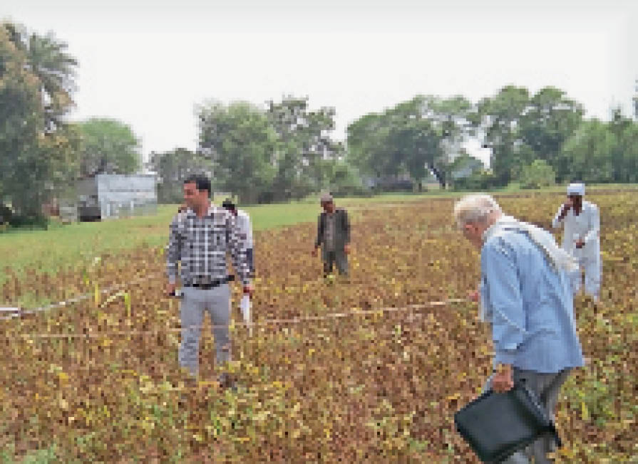 Revenue team assessing the loss of soybean crop by plotting the fields ...