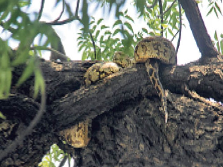 Python climbed on tree, crowd gathered on the spot, police cracked ...