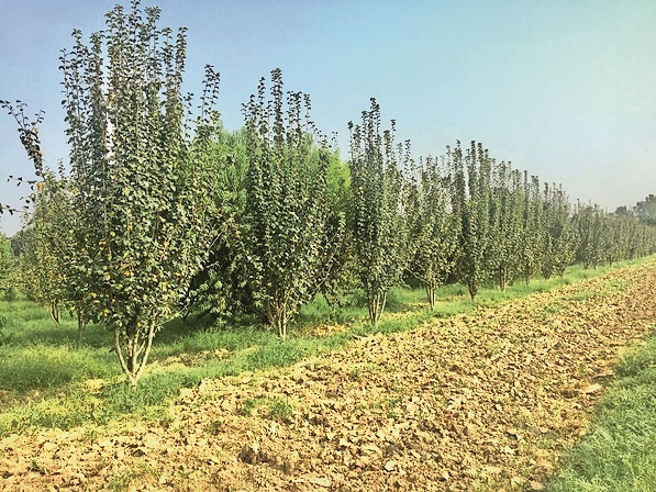 Punjab's jump in pear yield, second place in the country, farmers ...