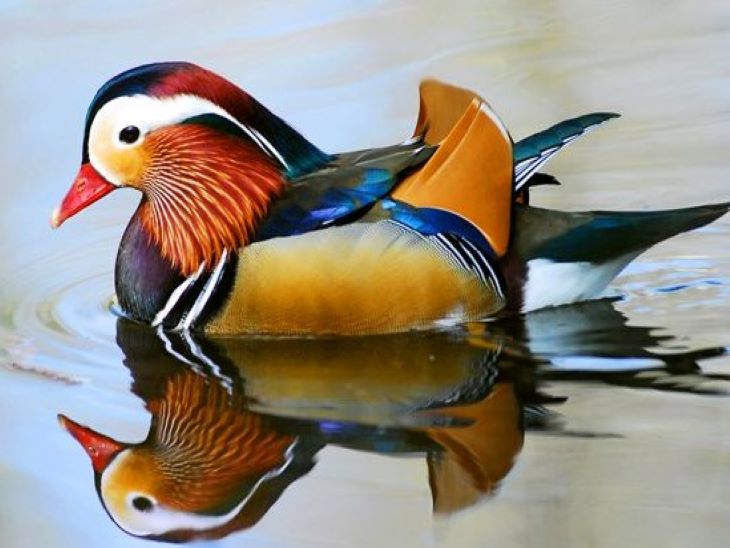 fengshui Why is it considered auspicious to keep a picture of a ...