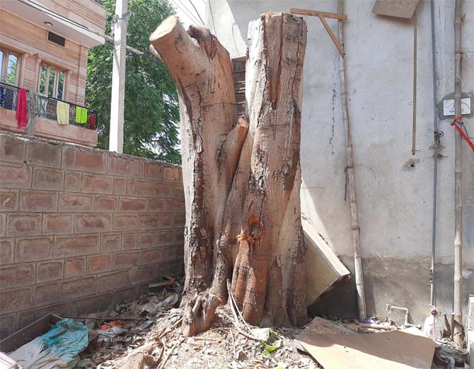 Shifted uprooting 35 year old Peepal tree with roots | अनूठी पहल: 35 ...