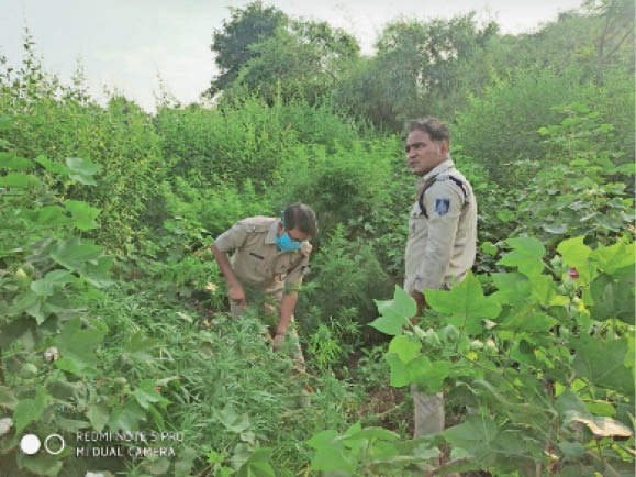 483 hemp saplings planted between cotton and tur crops, worth Rs 30.53 ...