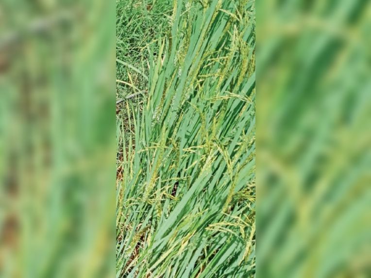 Paddy crop increases brown outbreak, farmers upset due to inefficiency ...