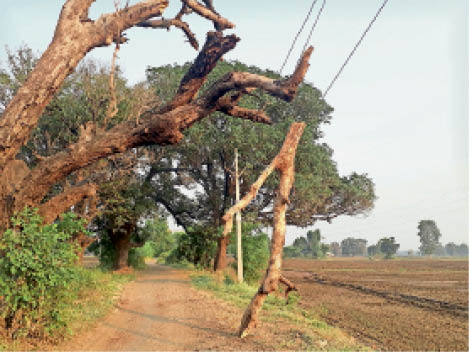 Dry trees along the road can be fatal, standing close to the stars in ...