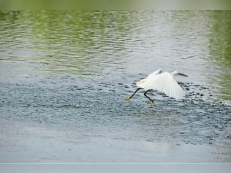 Catching the floating fish, Bagule raced at Gauri Sarovar, caught it ...