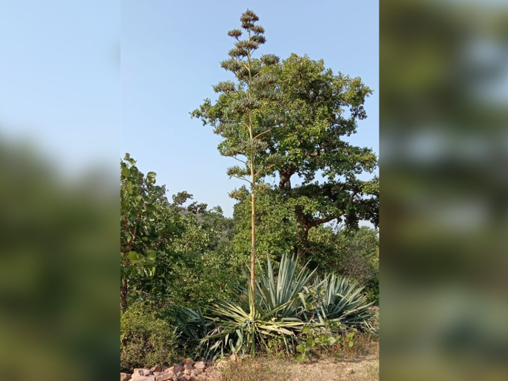 rare species of plant sanctuary rambans, 30 feet higher than the mango ...