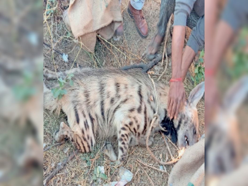 Forest department team caught Zarkh after three hours of hard work | वन ...