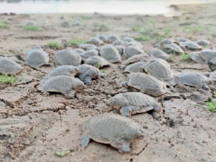 114 children of rare species Chitra Indica found in the border of ...