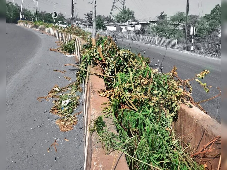 Common Road - Two weeks later, the twigs are lying in the Central Verge ...