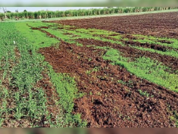 Wild pigs damage the gram crop | फसलों को नुकसान: जंगली सुअरों ने चना ...