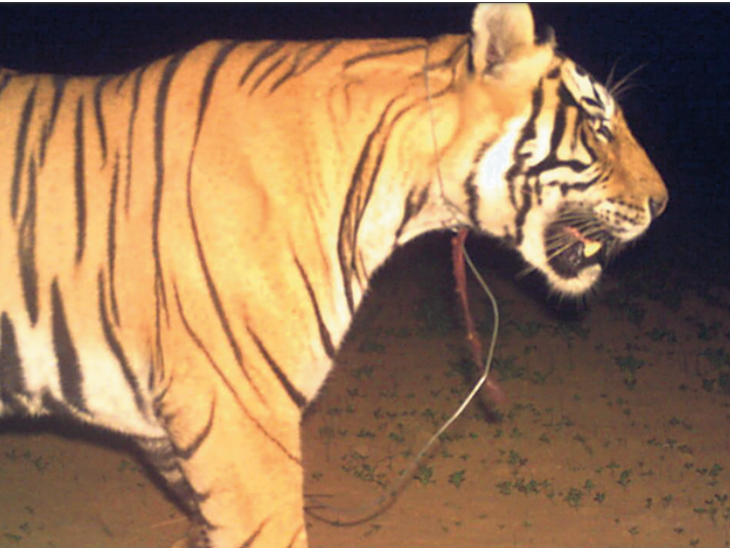 A hunter's noose around Tiger's neck in Ranthambore, camera trap photo ...