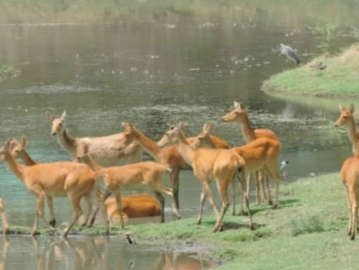 A battle of supremacy broke out among the Barasinghas; One male ...