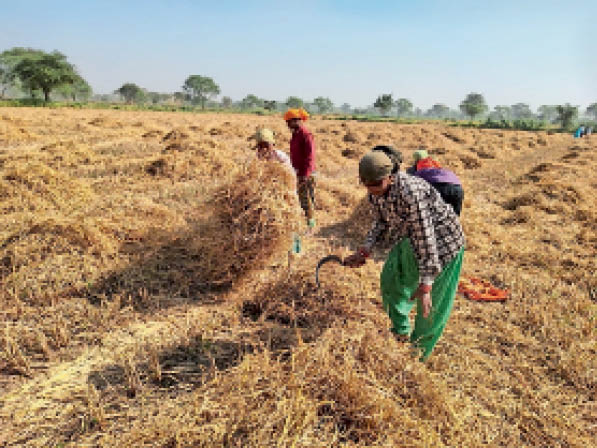 Paddy sown in field, soybean in record, farmers will not be able to ...