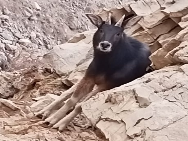 Himalayan Sero, an extinct species of animals seen in Lahaul Spiti ...