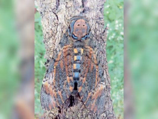In the First World War, German soldiers learned the tricks of moths to ...