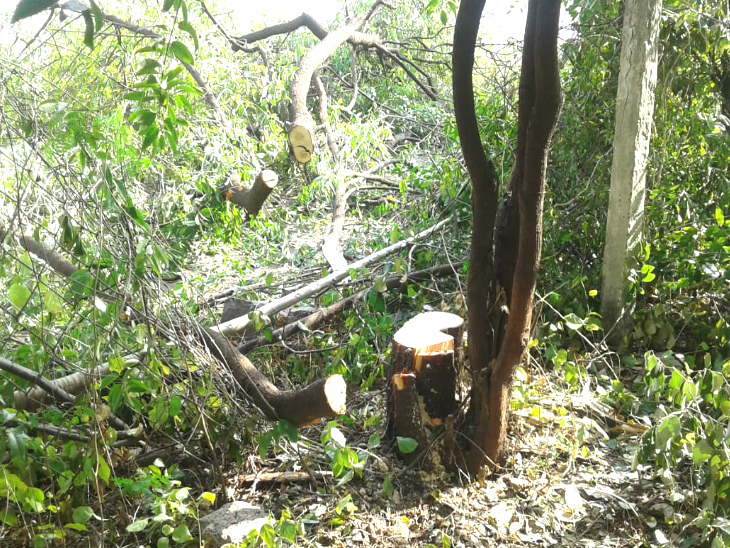 Bhopal Char Imli Sandalwood Trees Robbery Case Police Investigation ...